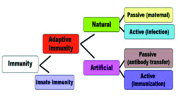 Nutrition and immunity in poultry poultry punch