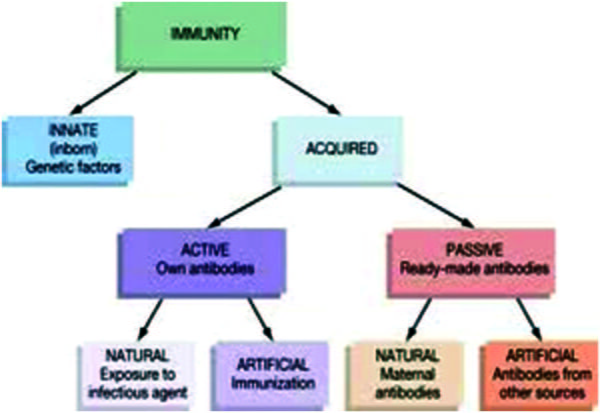 Nutrition and immunity in poultry poultry punch