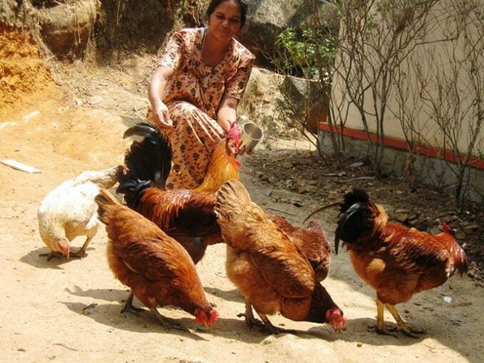 Role of Poultry Production in Rural Development the poultry