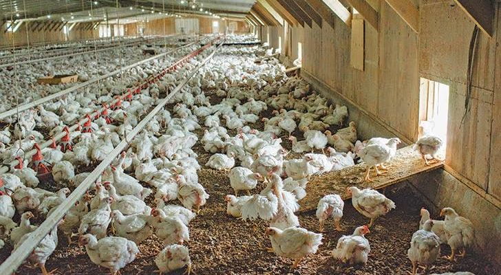 Key points of Organic Poultry Farming