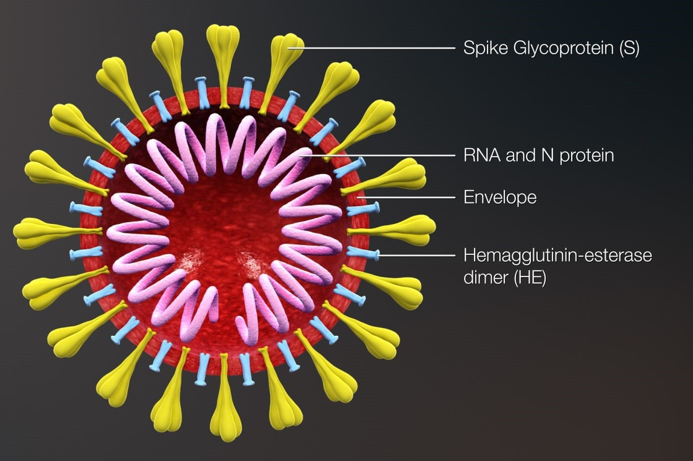 DYNAMICS OF CORONA VIRUS IN POULTRY BIRDS: INFECTIOUS BRONCHITIS IN ...