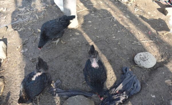 Feather Pecking- Its Causes Prevention and Control in Poultry
