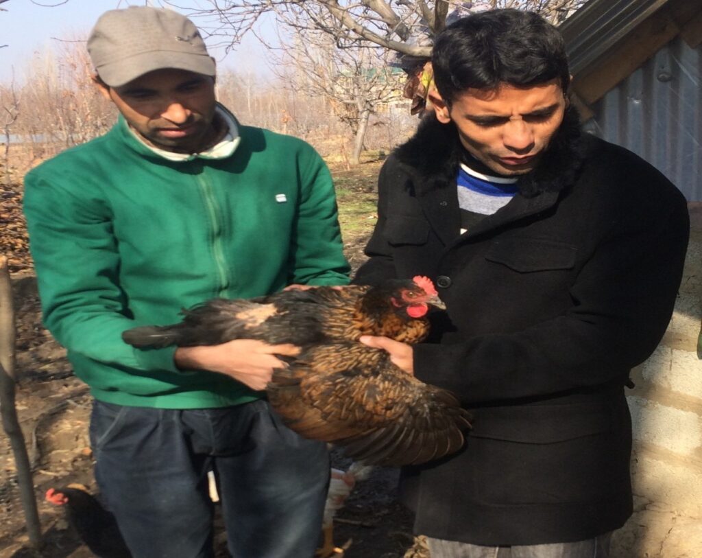 Feather Pecking- Its Causes Prevention and Control in Poultry