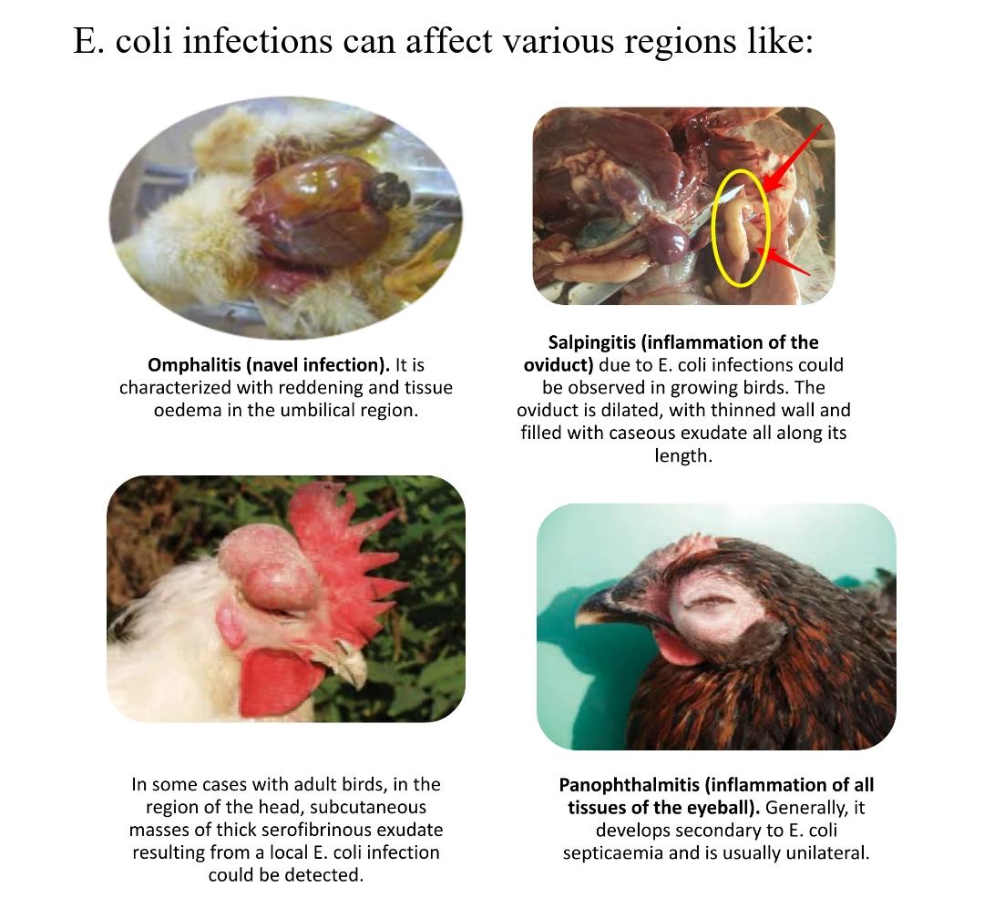 PROBLEMS ASSOCIATED WITH POULTRY IN THE RAINY SEASON