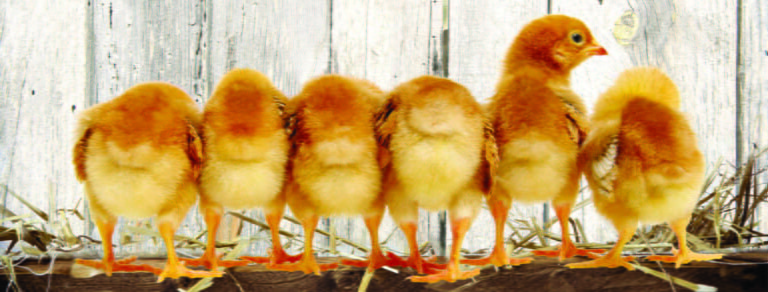 BROODING MANAGEMENT IN POULTRY - ENGLISH MONTHLY MAGAZINE