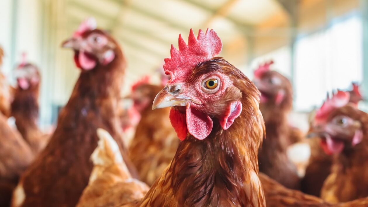 RESULTS FROM COMMERCIAL TRIAL SHOW IMPROVED LAYING HEN PERFORMANCE AND ...