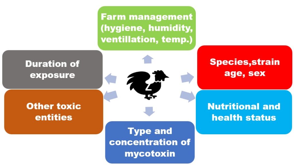 Artificial Insemination in Poultry - poultry puch