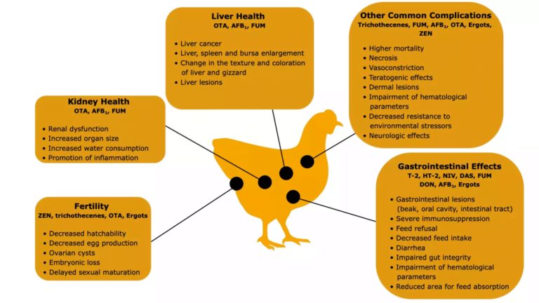 MYCOTOXINS IN POULTRY FEED - ENGLISH MONTHLY MAGAZINE