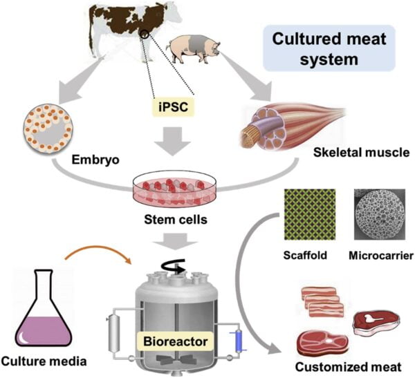 Artificial Meat Production: A New Vision of the Future - ENGLISH ...