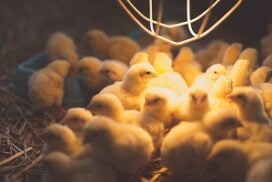 BROODING MANAGEMENT IN POULTRY - ENGLISH MONTHLY MAGAZINE