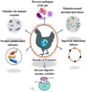 Gut health in poultry : A comprehensive outlook - ENGLISH MONTHLY MAGAZINE