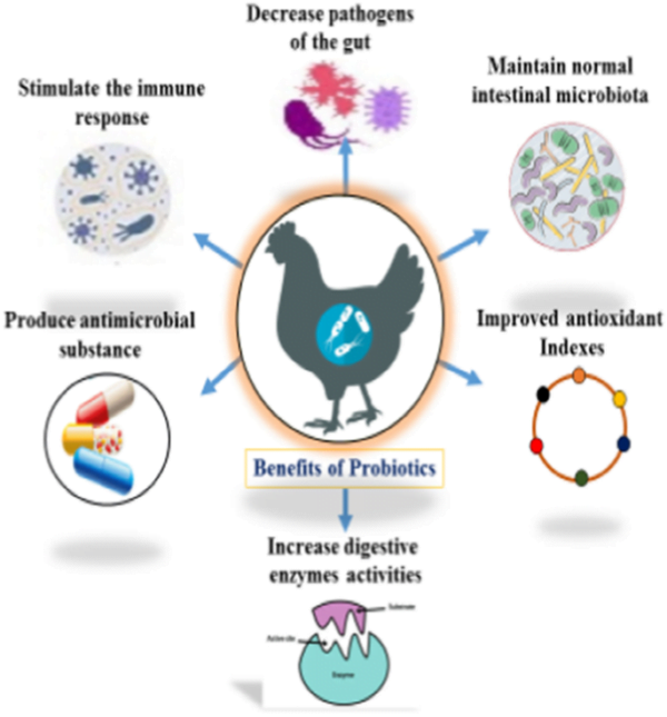 Gut health in poultry : A comprehensive outlook - ENGLISH MONTHLY MAGAZINE