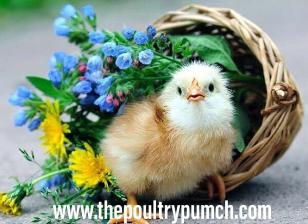 About us - POULTRY PUNCH incorporated in 1984 and we are in poultry