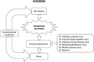 Dermatological disorders (Skin problems) in chicken: causes and ...