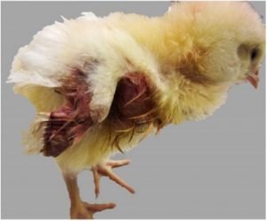 Dermatological disorders (Skin problems) in chicken: causes and ...