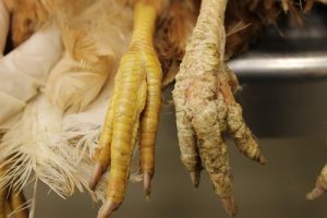 Common poultry parasites and their management - ENGLISH MONTHLY MAGAZINE