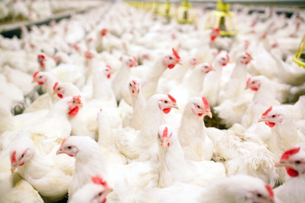 PESTICIDES AND INSECTICIDES USED IN POULTRY INDUSTRIES - ENGLISH ...