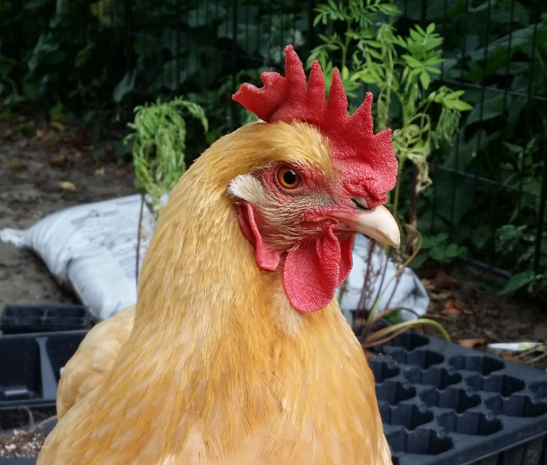 Ovarian Cysts in Chickens - ENGLISH MONTHLY MAGAZINE