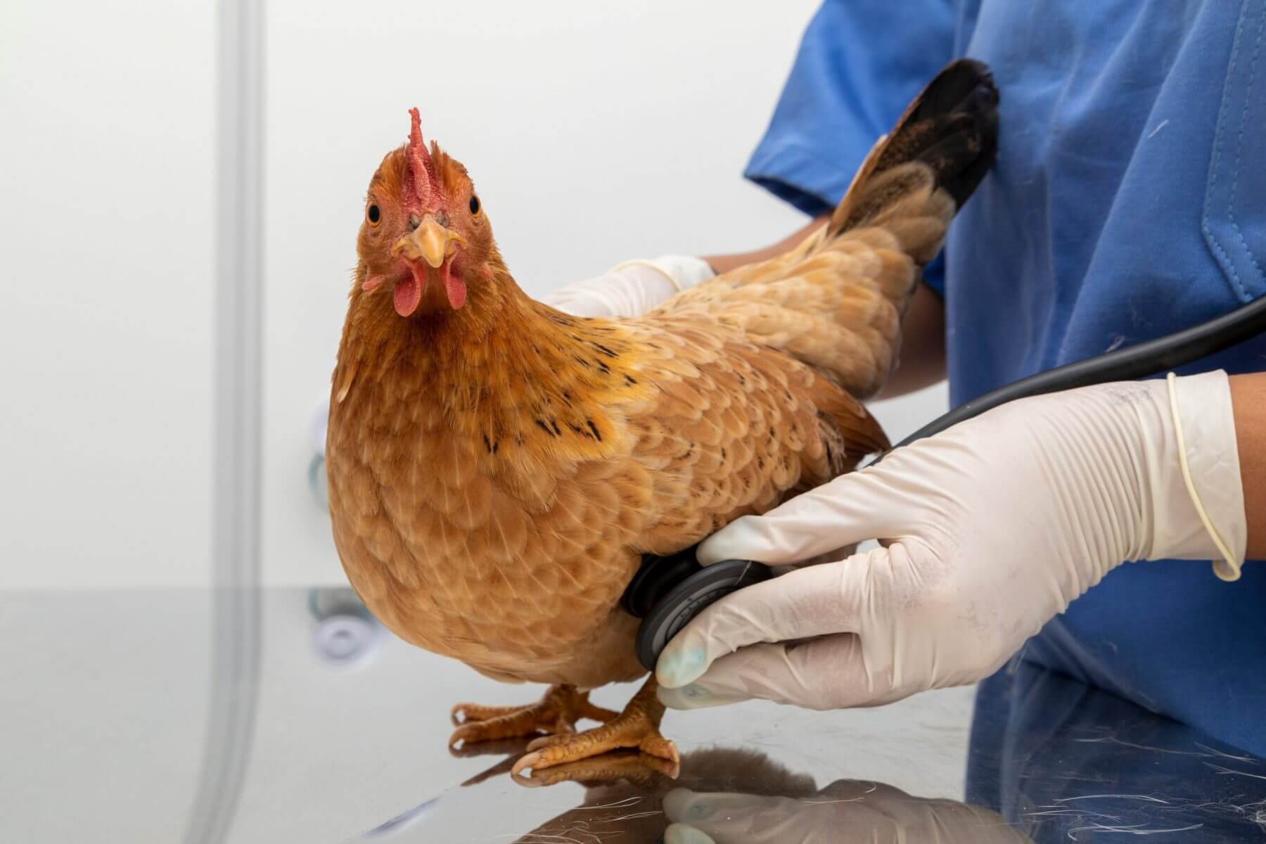 Non-infectious Diseases of Poultry - ENGLISH MONTHLY MAGAZINE