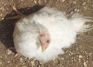 Broiler Breeder Diseases - ENGLISH MONTHLY MAGAZINE