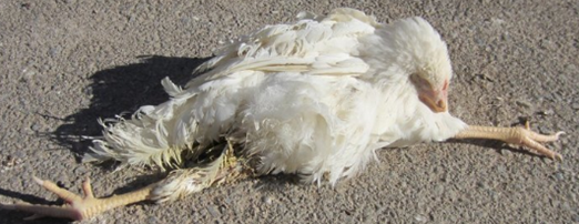 Broiler Breeder Diseases - ENGLISH MONTHLY MAGAZINE