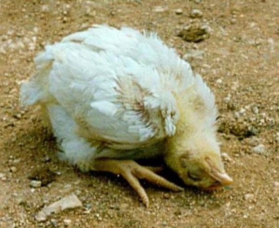 Common Poultry Diseases and their Management - ENGLISH MONTHLY MAGAZINE