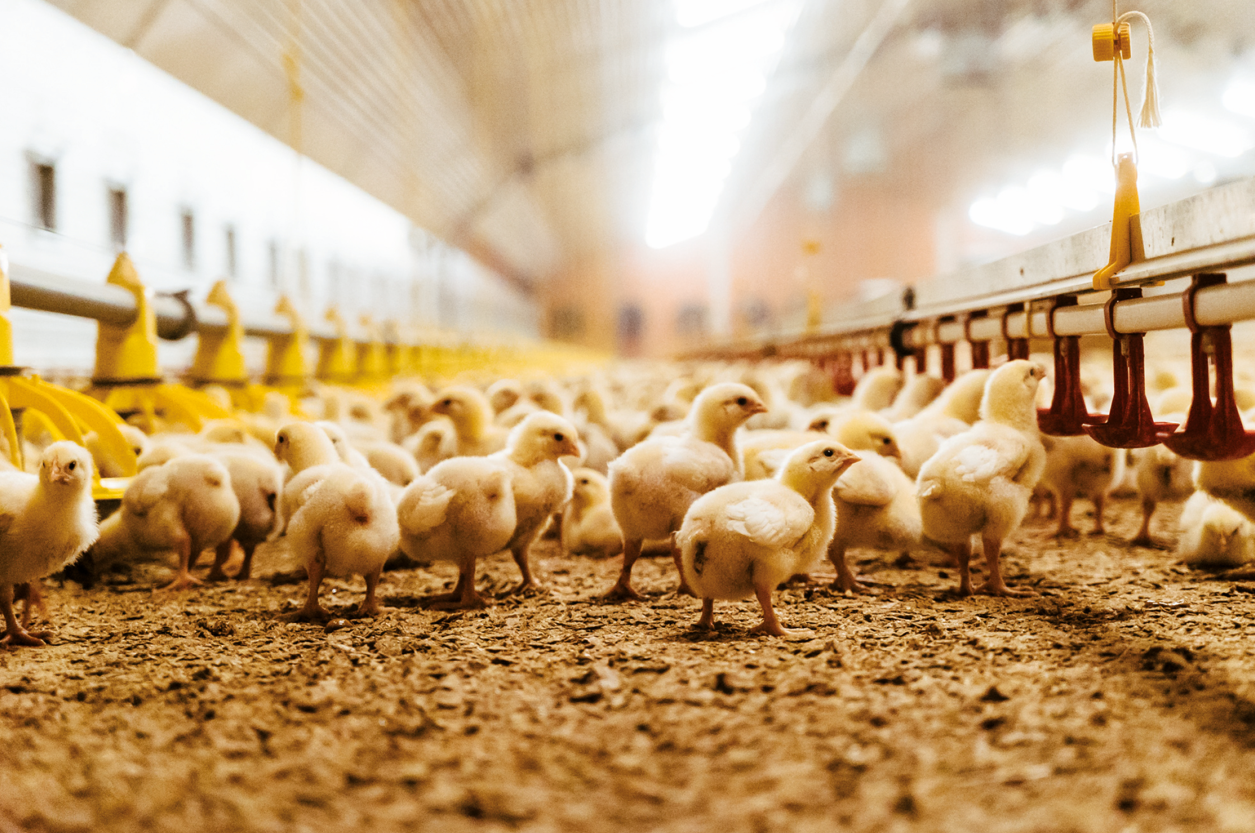 Poultry Production in the Era of Climate Change - ENGLISH MONTHLY MAGAZINE