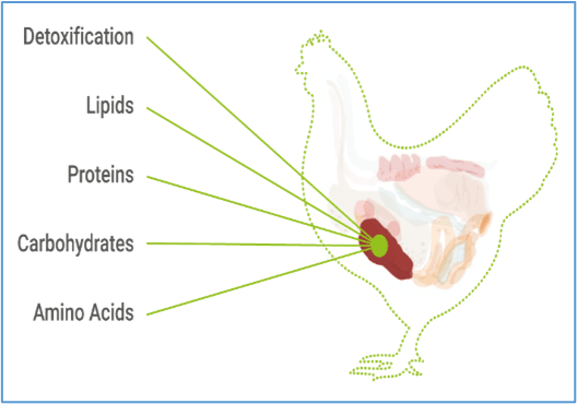 Importance of Liver Health in Egg Production - ENGLISH MONTHLY MAGAZINE