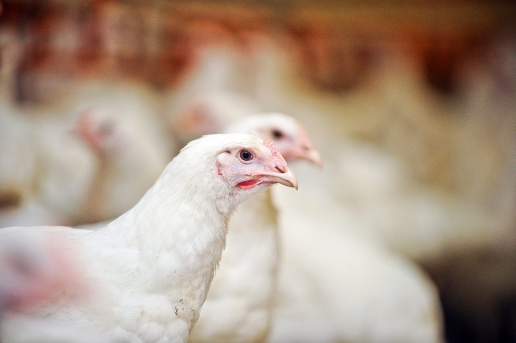 Sustainable Broiler Production with Insect Larvae Enhancing Nutrition ...