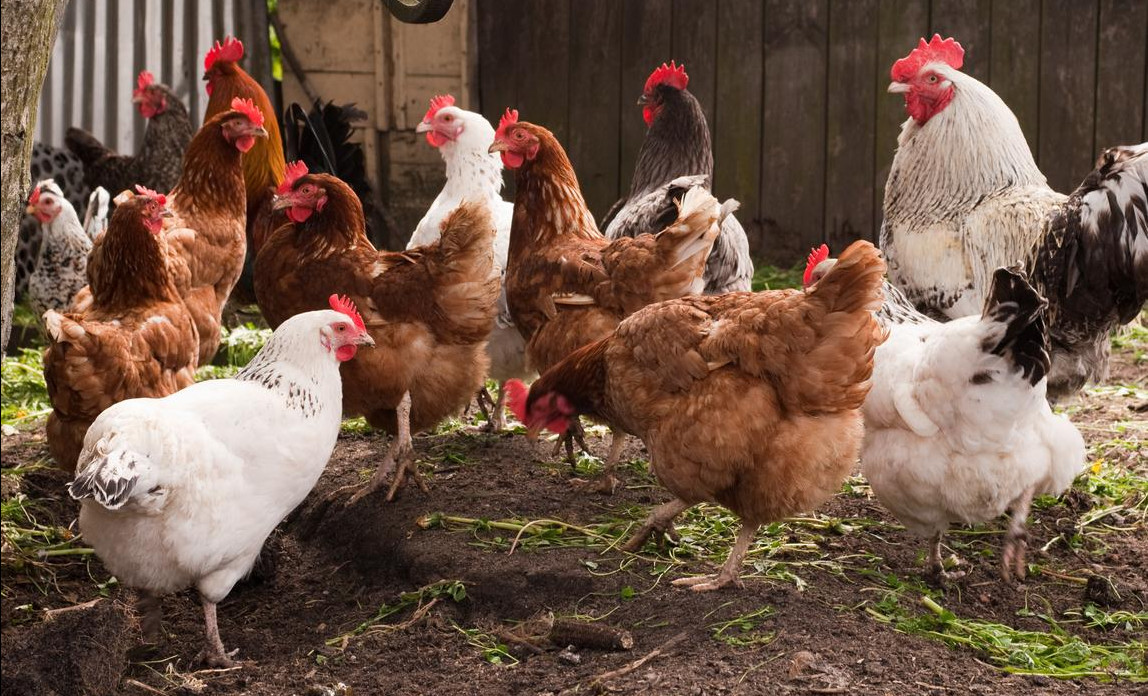 SWOT Analysis of Organic Poultry Farming - ENGLISH MONTHLY MAGAZINE